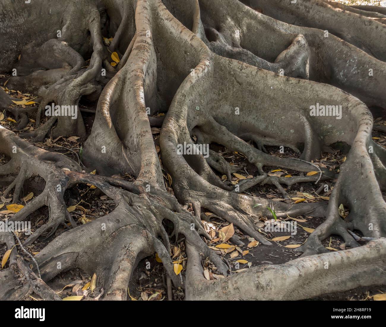 Ombu rubber tree roots Recoleta, Buenos Aires, Argentina Stock Photo ...