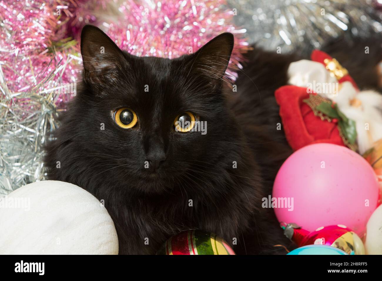 Festive cat hi-res stock photography and images - Alamy