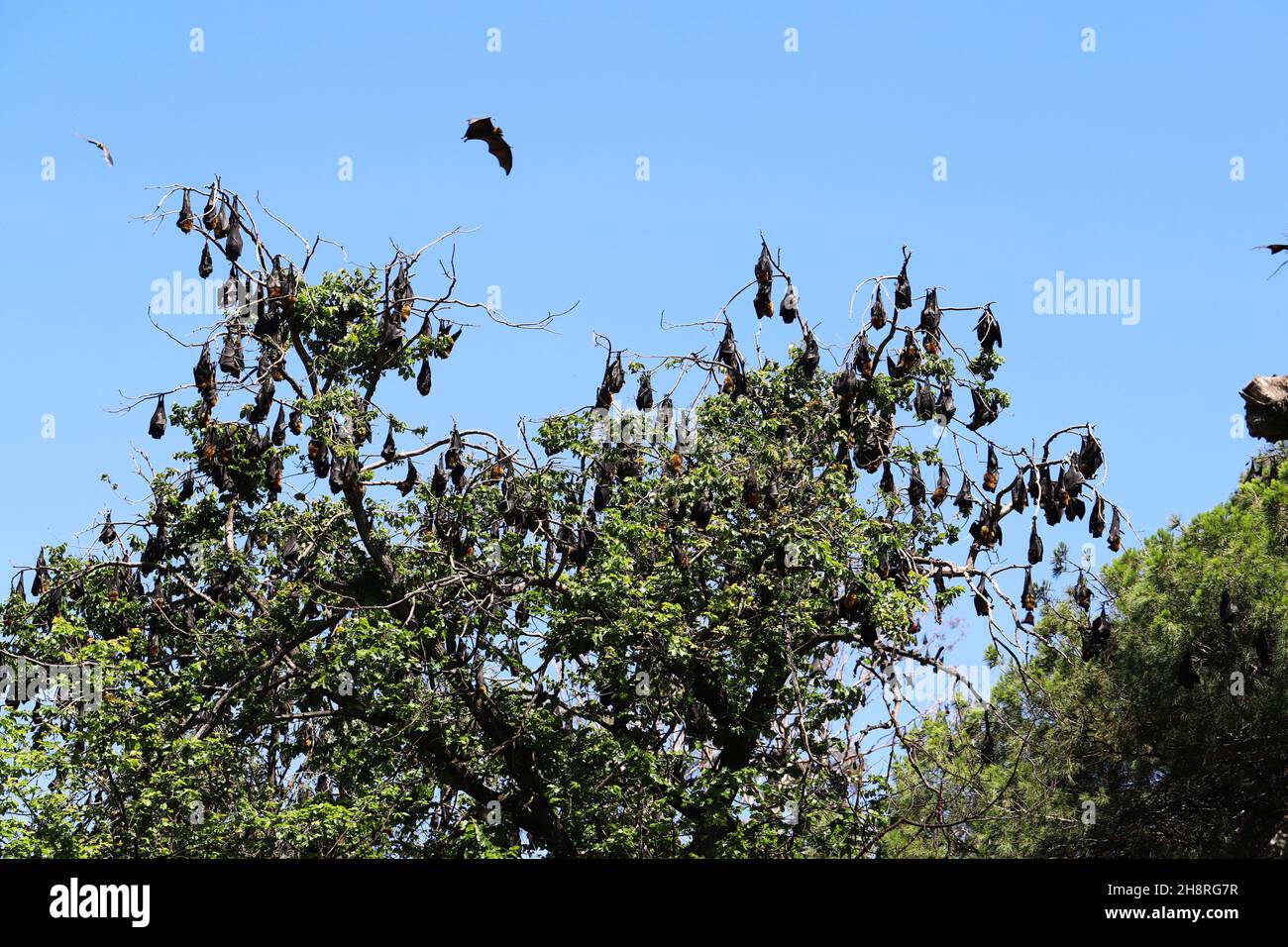Thousands of bats hi-res stock photography and images - Alamy
