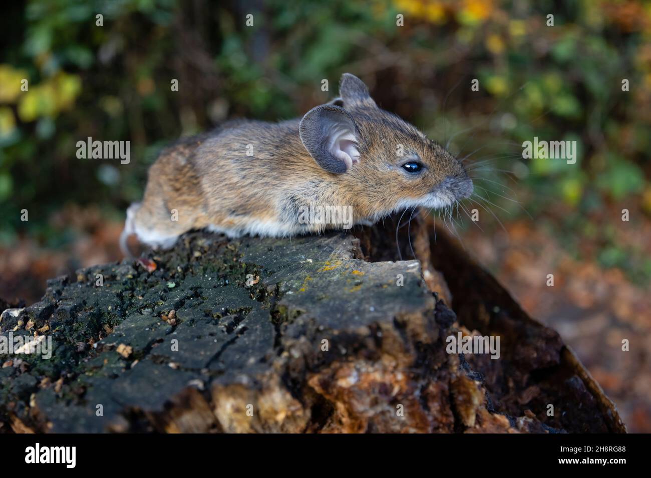 Field mouse (Apodemus sylvaticus), also wood mouse: close up of head ...