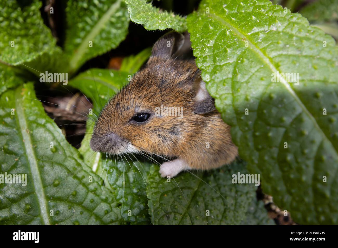 Field mouse (Apodemus sylvaticus), also wood mouse: close up of head ...