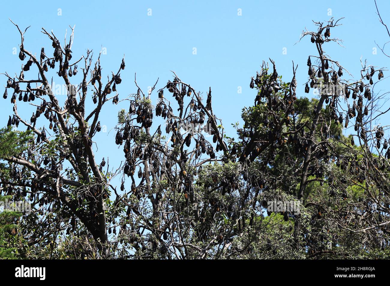 Flying foxes thousands hi-res stock photography and images - Alamy