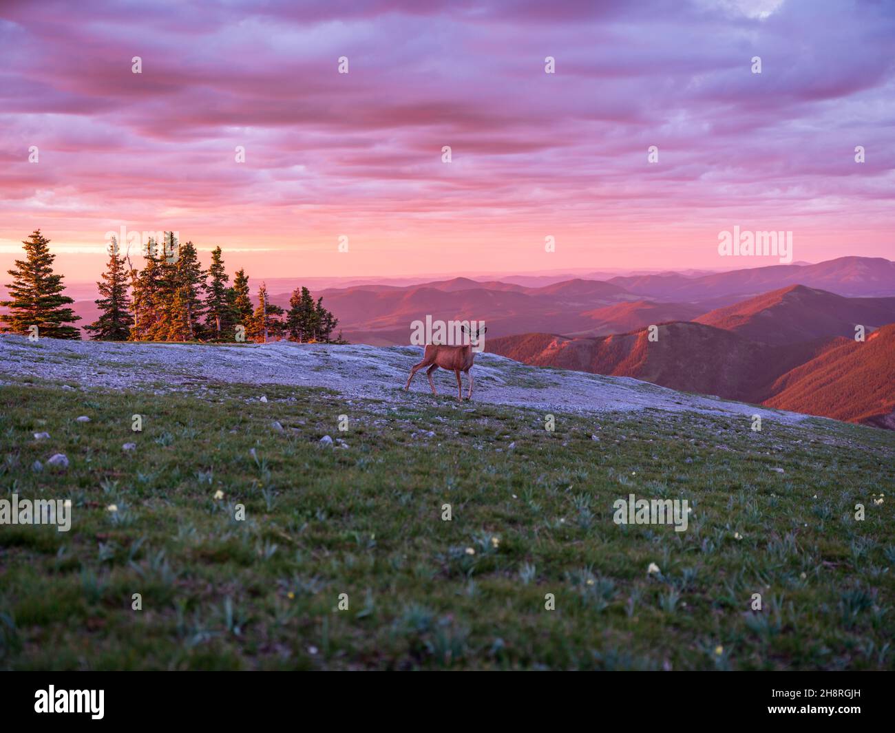 Whitetail Deer on Top of Mountain Looking at Camera - Sunrise, Alberta ...