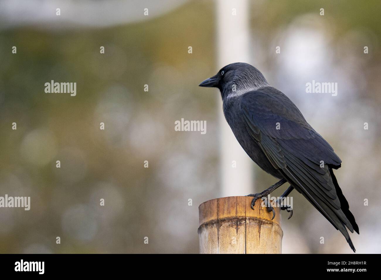 Close-up shot of a beautiful, black raven stood on the tree stump in ...