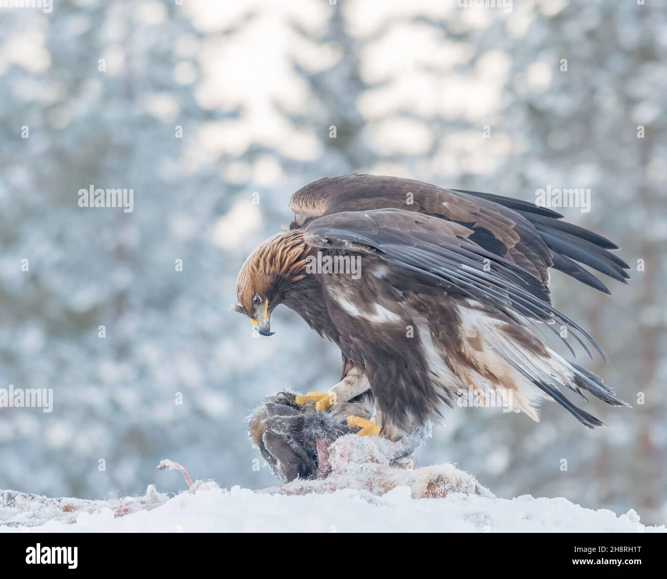 Golden eagle rips pieces of meat from a frozen raccoon carcass in a ...