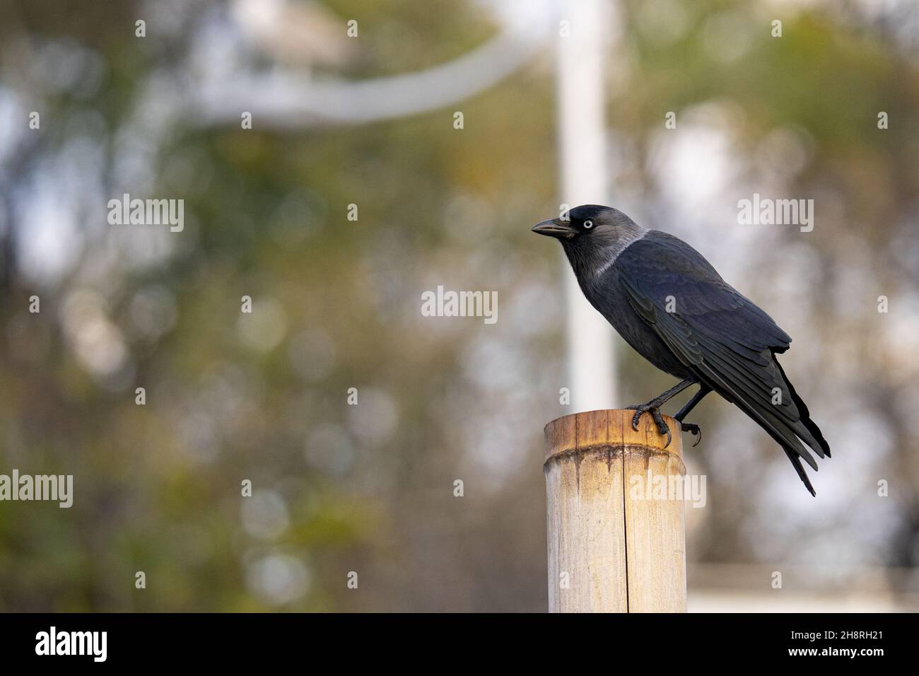 Raven on tree stump hi-res stock photography and images - Alamy