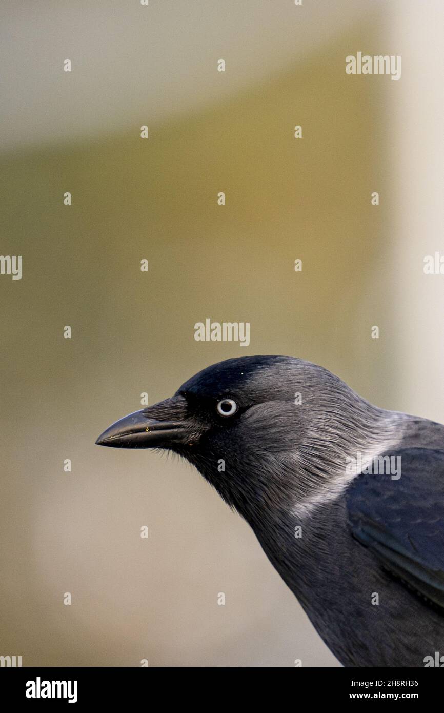 Vertical shot of a beautiful, black partly raven on the blurred ...