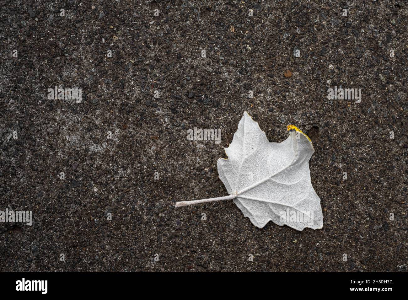 Senescent Leaf on Concrete Walkway Stock Photo - Alamy