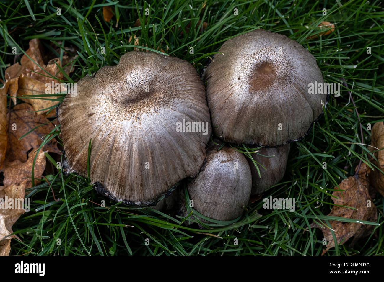 Mushrooms in the garden hi-res stock photography and images - Alamy
