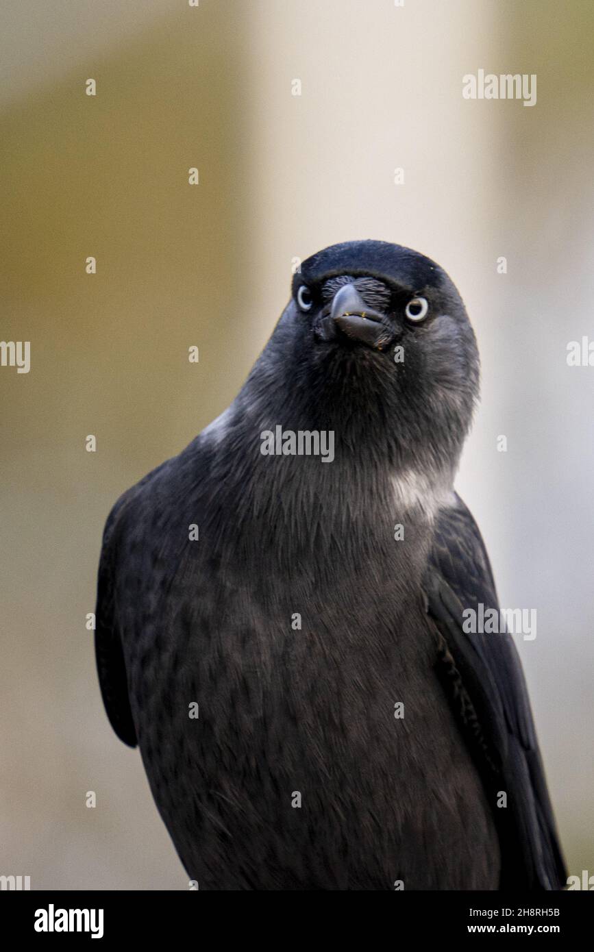 Vertical shot of a portrait of a beautiful, black raven on the blurred ...