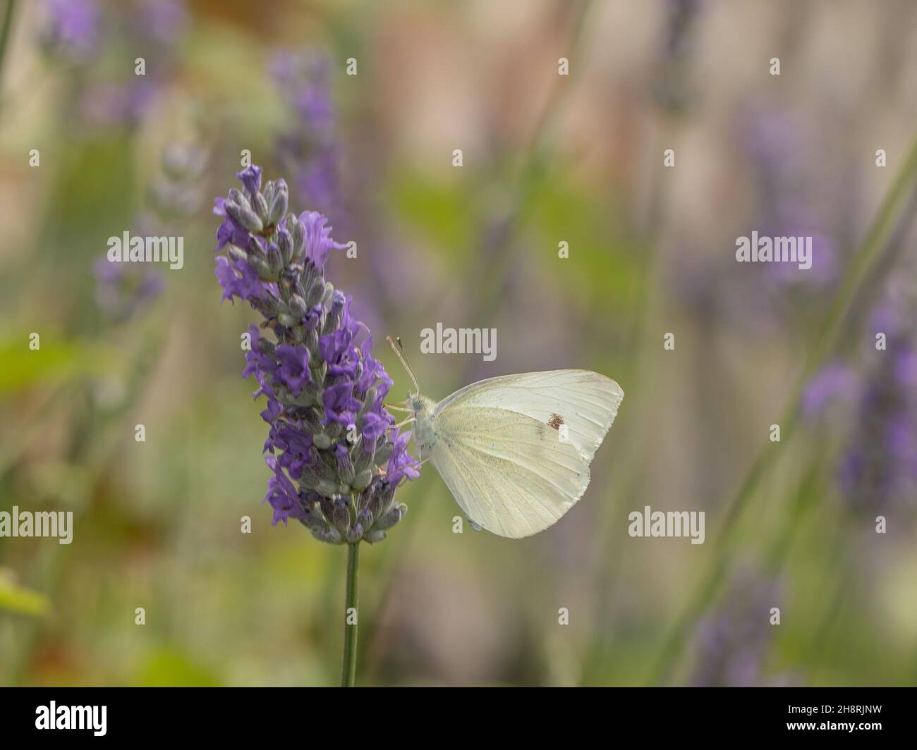 Beautiful white butterfly hi-res stock photography and images - Alamy