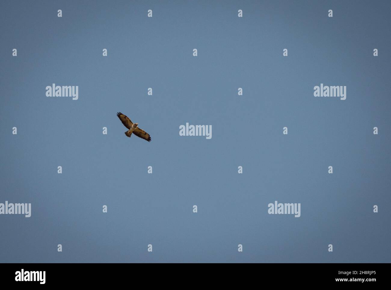 Tranquil scenery of a hawk flying high in the blue sky Stock Photo - Alamy