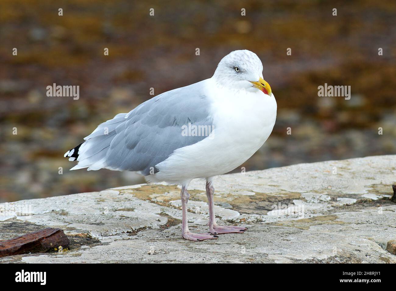 Mottled grey hi-res stock photography and images - Alamy