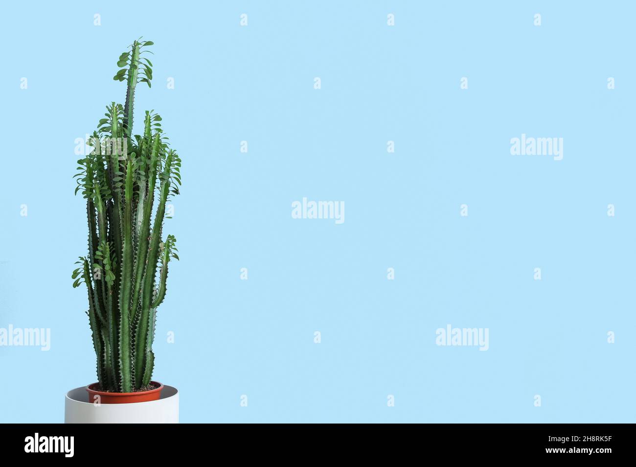 Big green cactus on blue background Stock Photo - Alamy