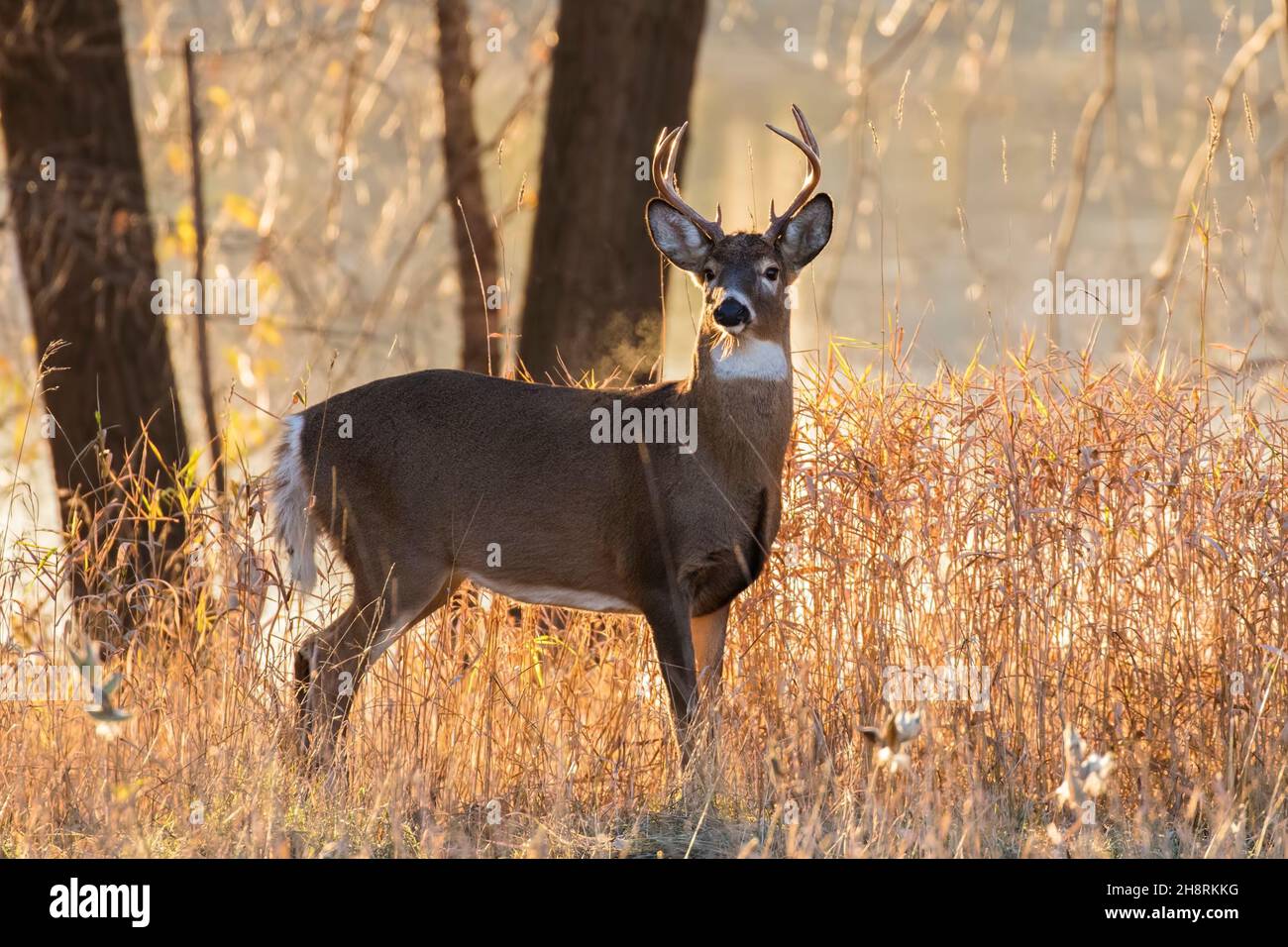 white tailed deer in rut Stock Photo - Alamy