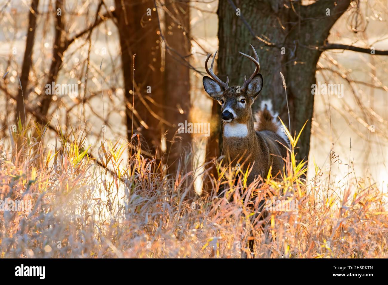 white tailed deer in rut Stock Photo - Alamy