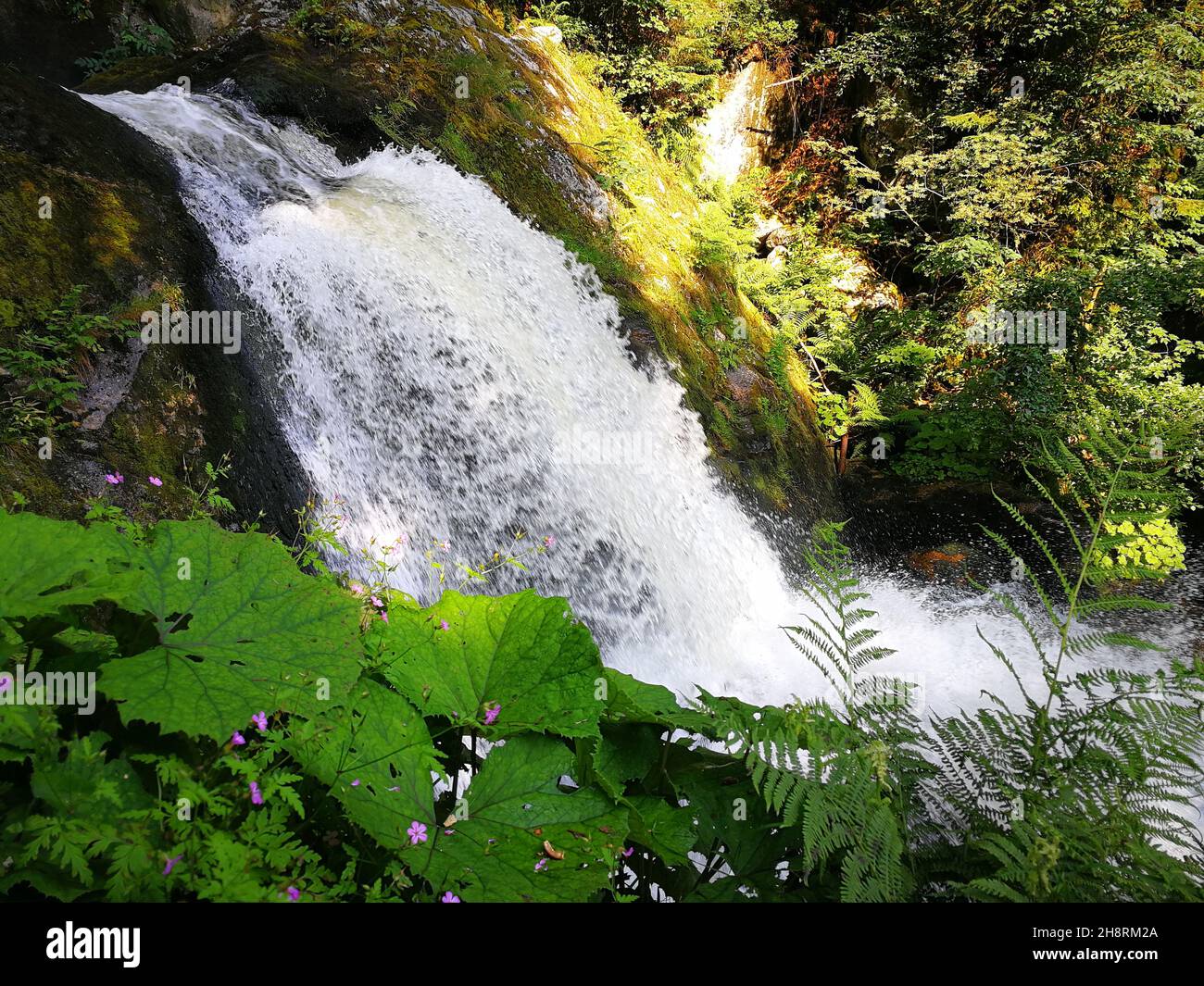 Natural landscape of a small waterfall in the forest Stock Photo - Alamy