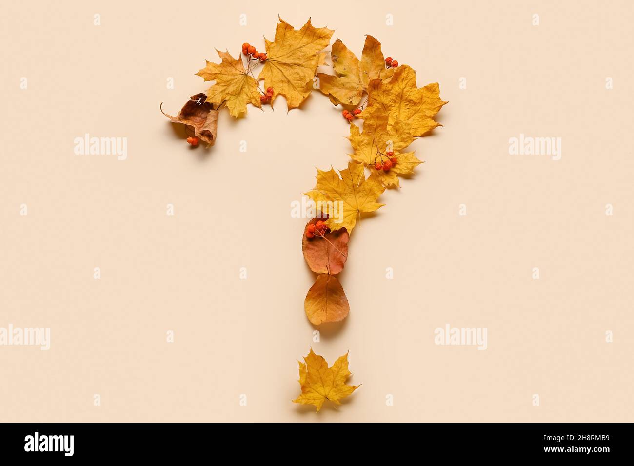 Question mark made of autumn leaves and rowan on color background Stock ...