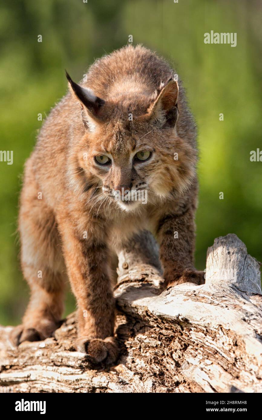 Bobcat Walking On A Log Stock Photo - Alamy