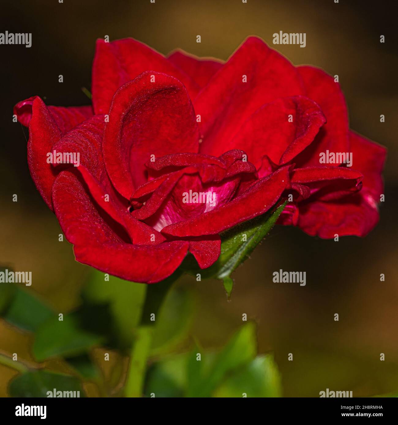 Beautiful rose flower hi-res stock photography and images - Alamy