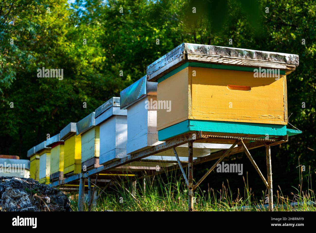 Eastern honey bee hi-res stock photography and images - Alamy