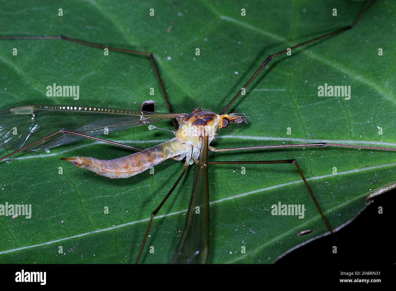 Cranefly (Leptotarsus ) with parasitic mite (Arcani Stock Photo - Alamy