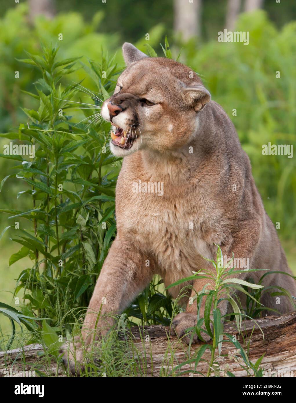 Snarling cougar hi-res stock photography and images - Alamy
