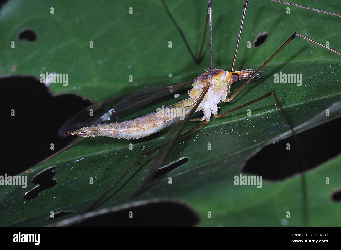 Cranefly (Leptotarsus ) with parasitic mite (Arcani Stock Photo - Alamy