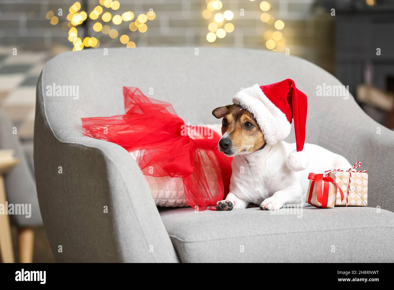 Cute Jack Russel Terrier in Santa hat and with Christmas gifts on ...