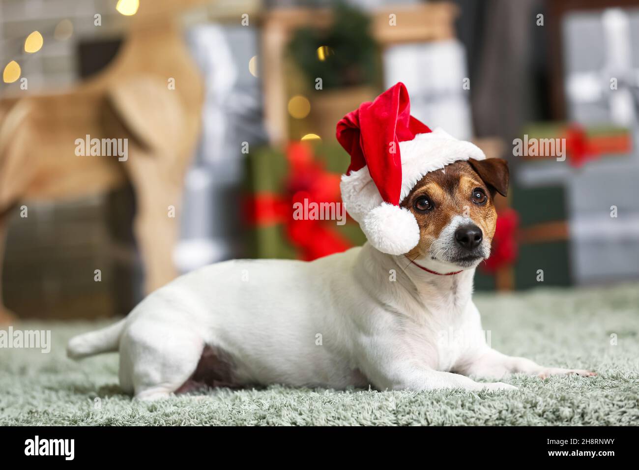 Cute Jack Russel Terrier in Santa hat at home on Christmas eve Stock ...