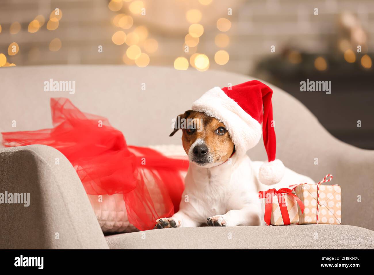 Cute Jack Russel Terrier in Santa hat and with Christmas gifts on ...