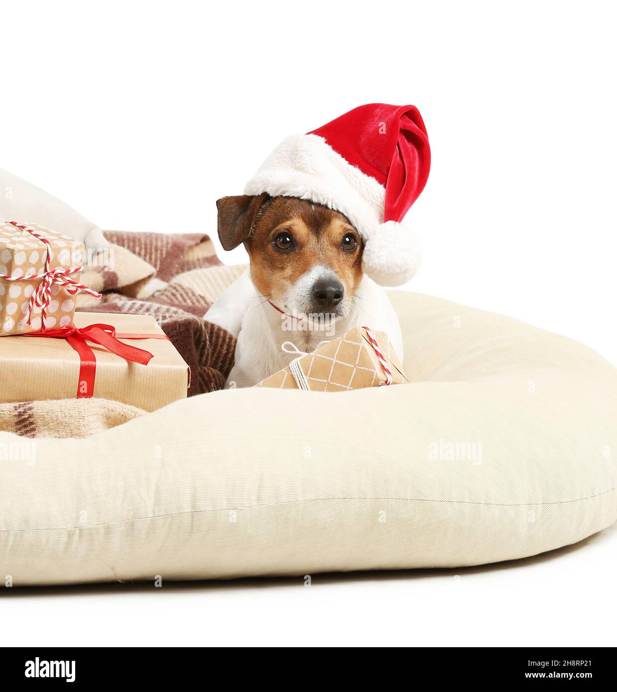 Cute Jack Russel Terrier in Santa hat and with Christmas gifts lying on ...