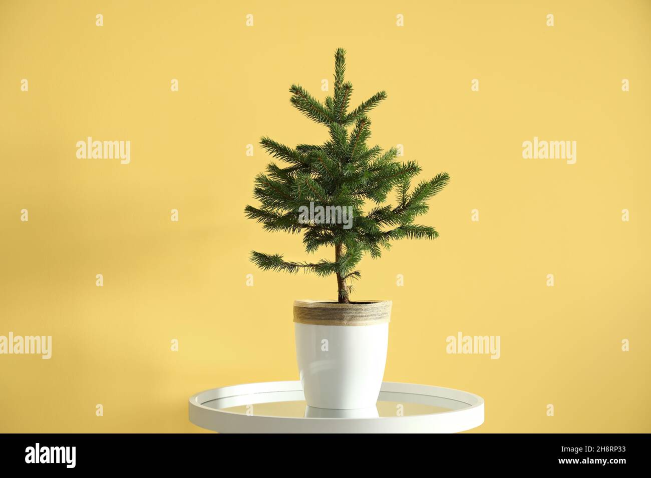 Beautiful Christmas tree in pot on table near yellow wall Stock Photo ...