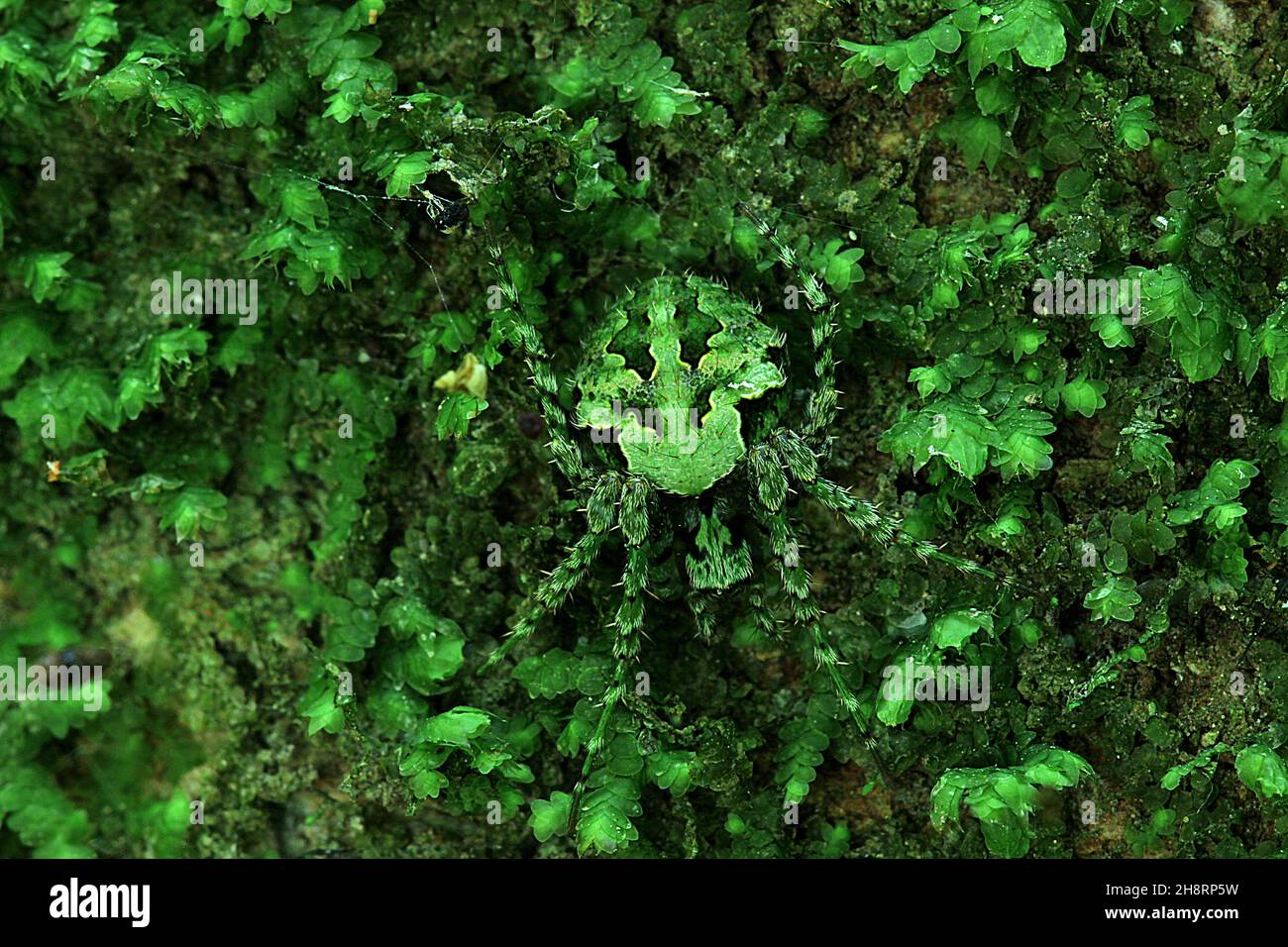 Cryptic orbweb spider (Cryptaranea venustula Stock Photo - Alamy