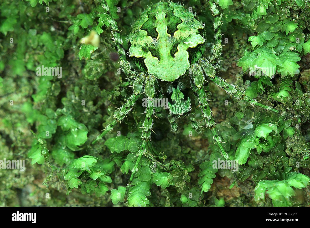Cryptic orbweb spider (Cryptaranea venustula Stock Photo - Alamy
