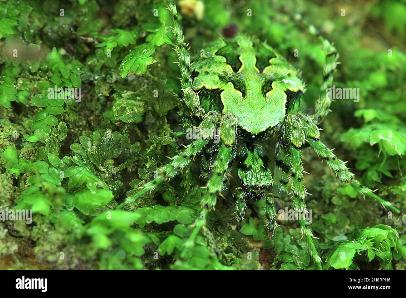Cryptaranea hi-res stock photography and images - Alamy