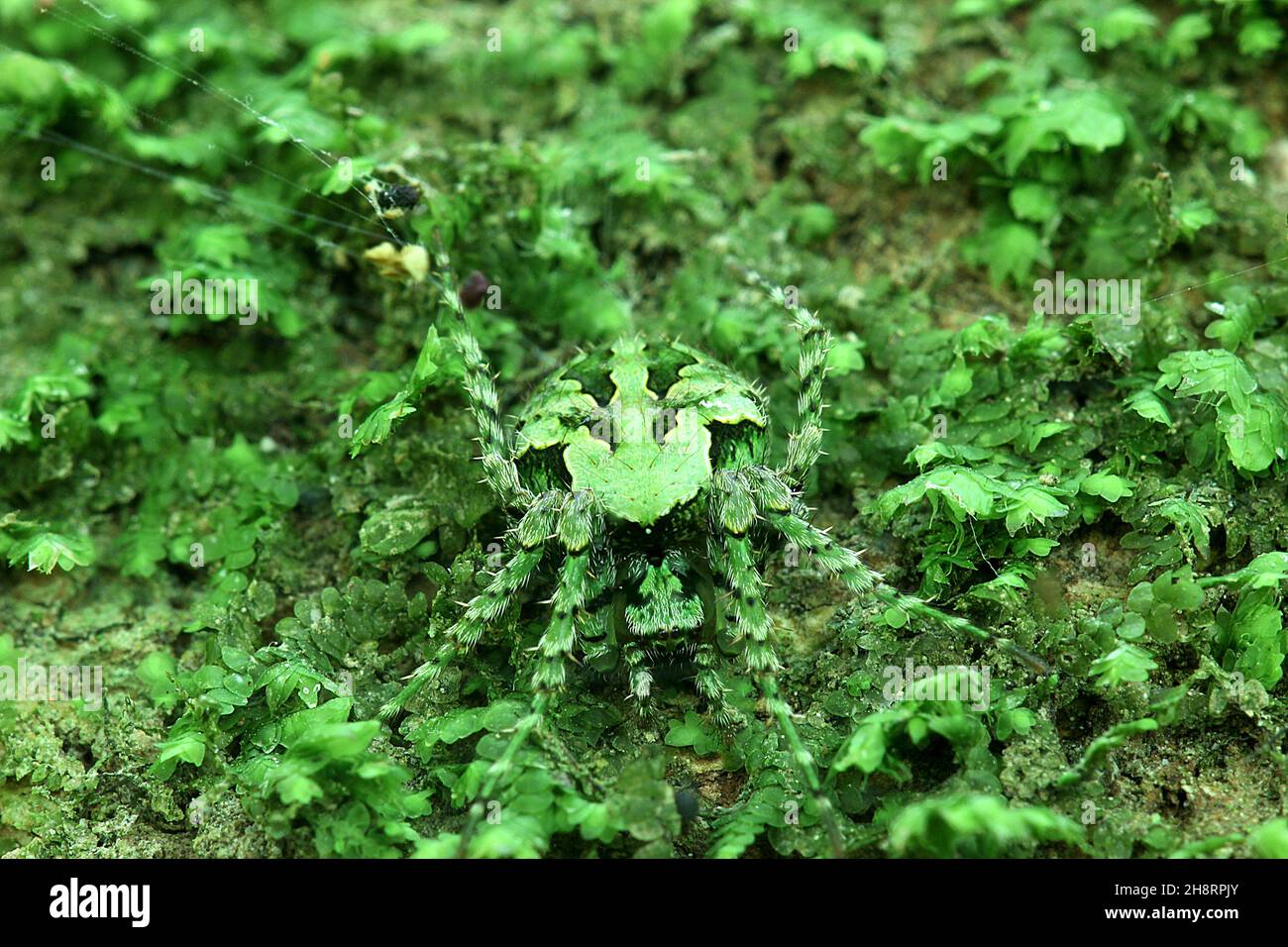 Cryptic orbweb spider (Cryptaranea venustula Stock Photo - Alamy