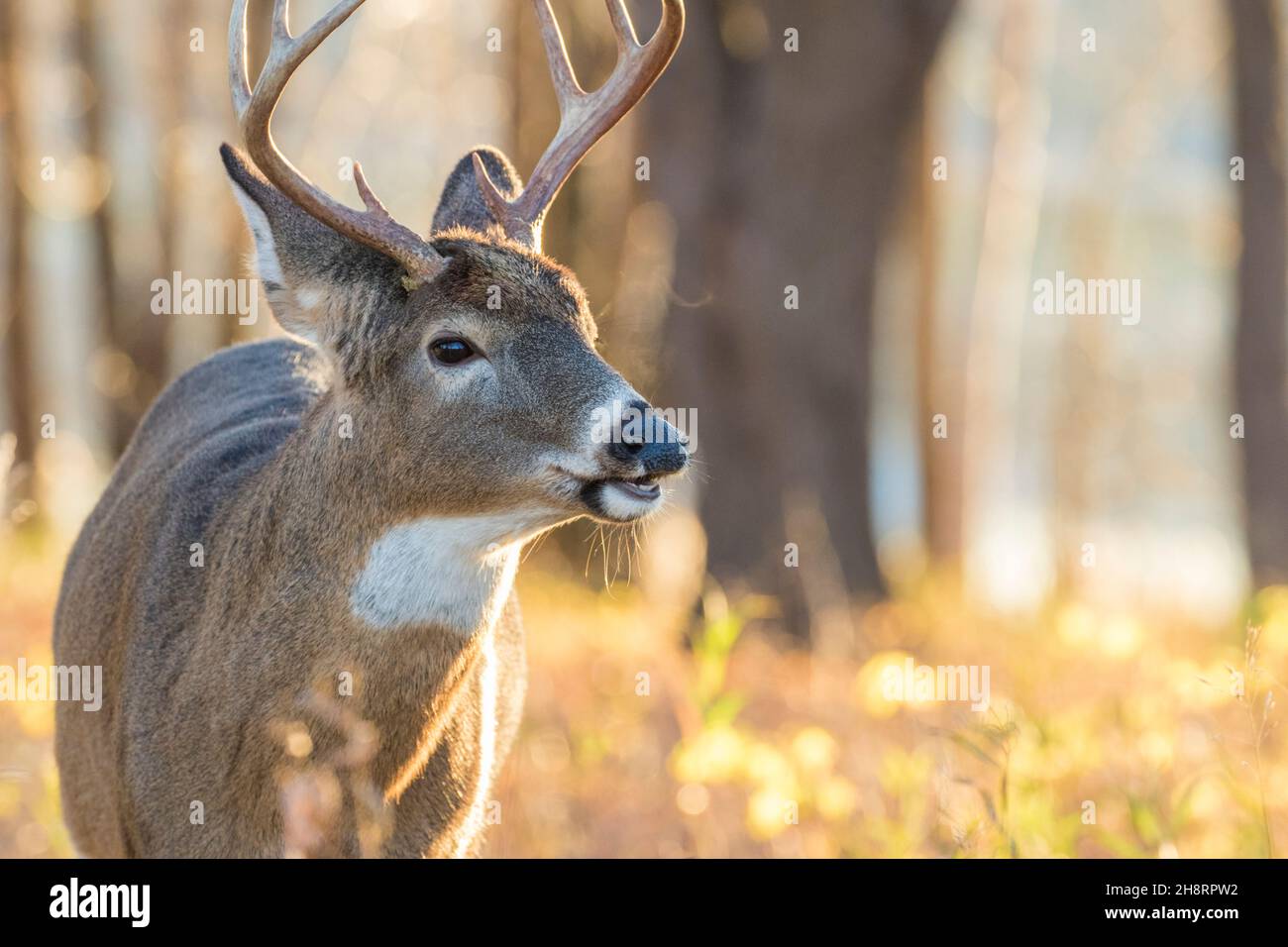 white tailed deer in rut Stock Photo - Alamy