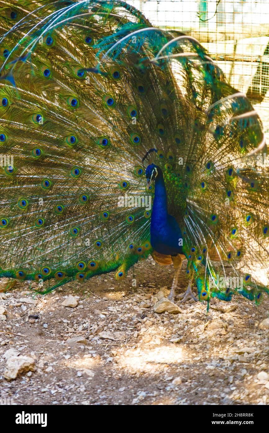Vertical shot of an exotic peacock with open feathers Stock Photo - Alamy
