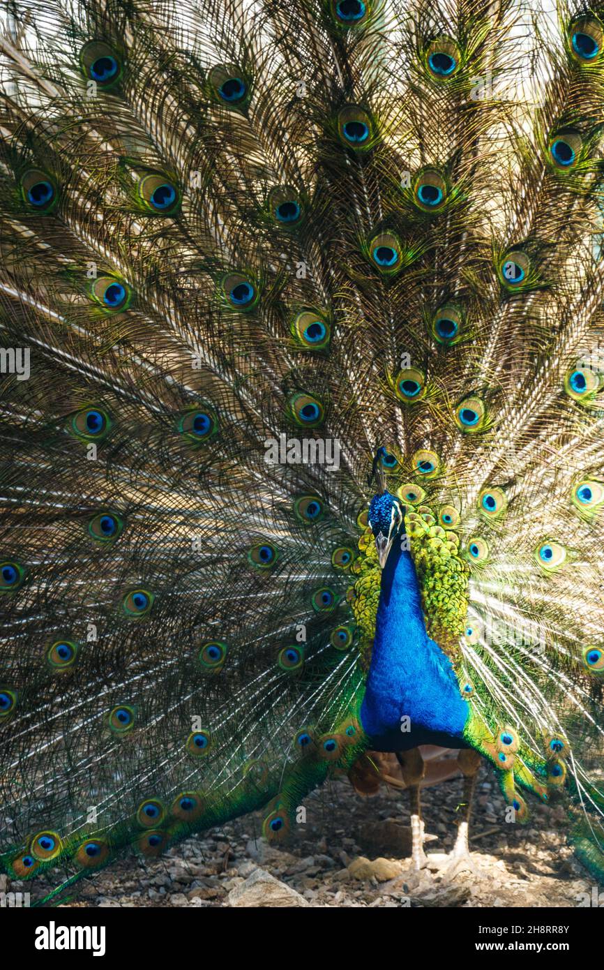 Vertical shot of an exotic peacock with open feathers Stock Photo - Alamy