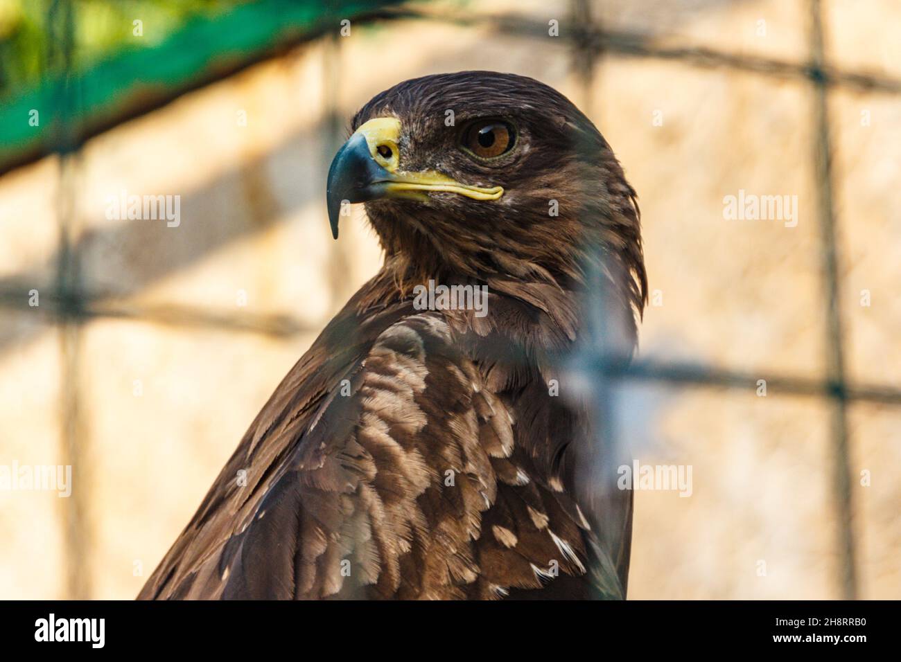 Closeup shot of a hawk bird in a cage Stock Photo - Alamy