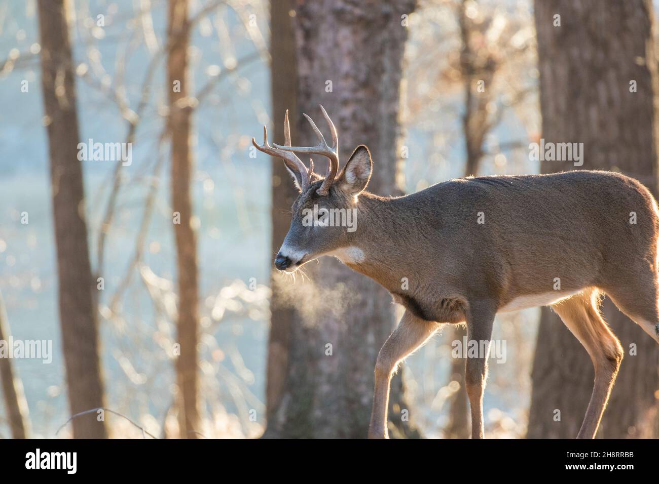 white tailed deer in rut Stock Photo - Alamy
