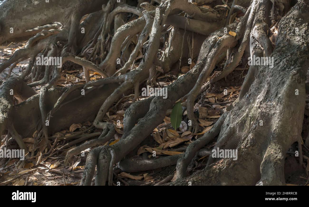 Ombu tree pampas hi-res stock photography and images - Alamy