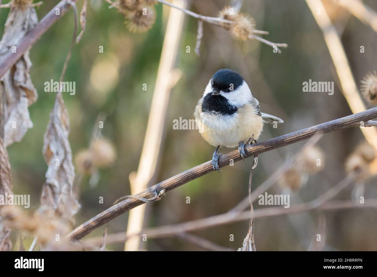 Black capped chickadee flying hi-res stock photography and images - Alamy