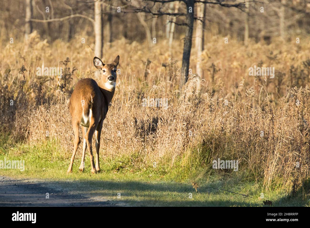 white tailed deer in rut Stock Photo - Alamy
