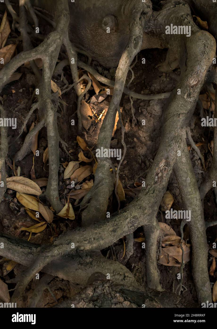 Ombu rubber tree roots Recoleta, Buenos Aires, Argentina Stock Photo ...