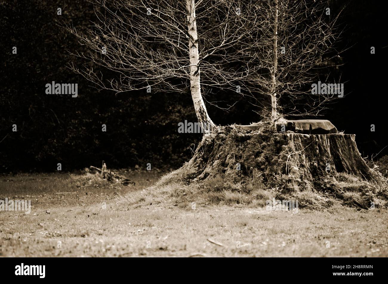 old tree stump regrowing Stock Photo - Alamy