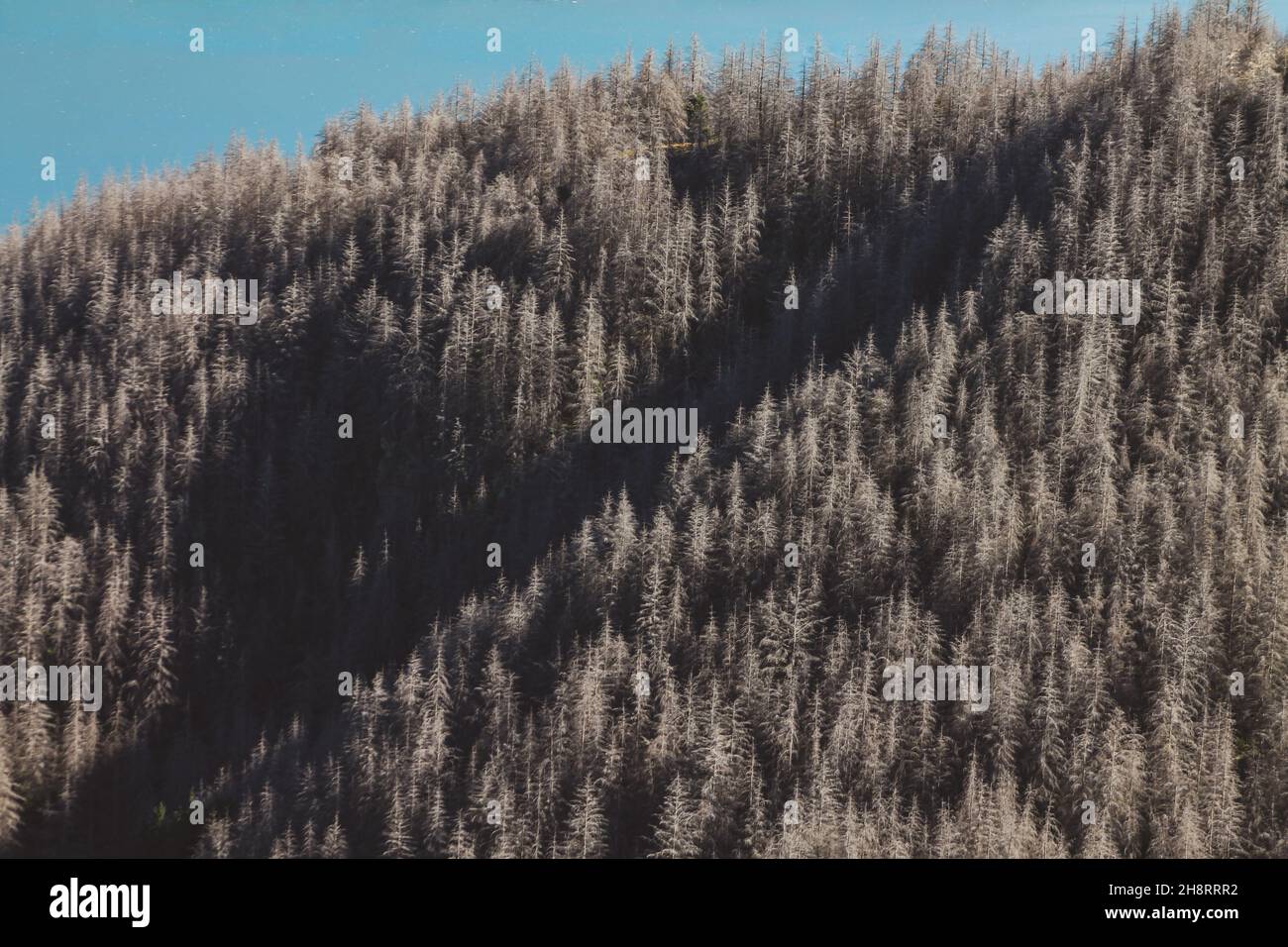 Growing coniferous trees on a hill Stock Photo - Alamy