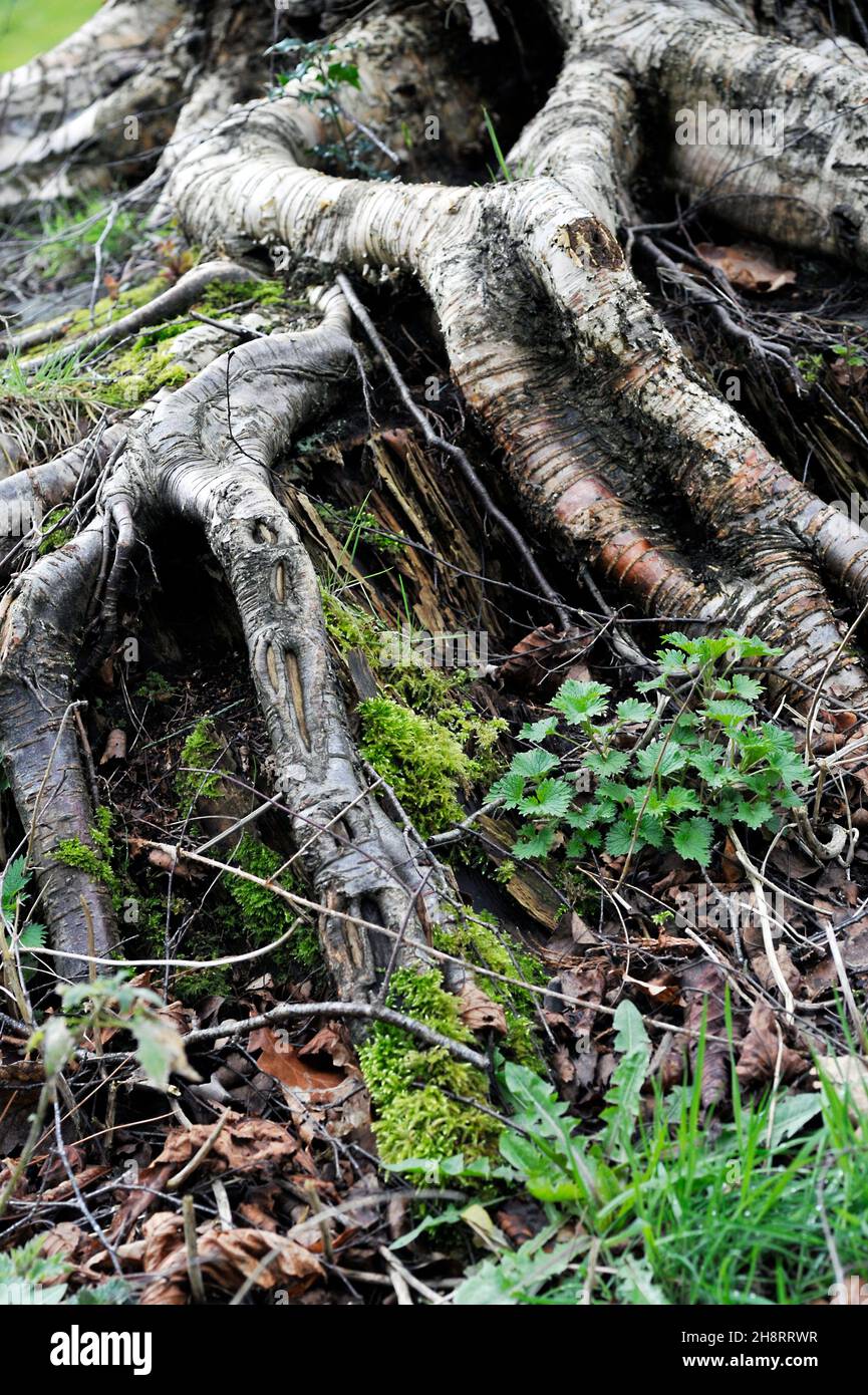 gnarled tree roots Stock Photo - Alamy