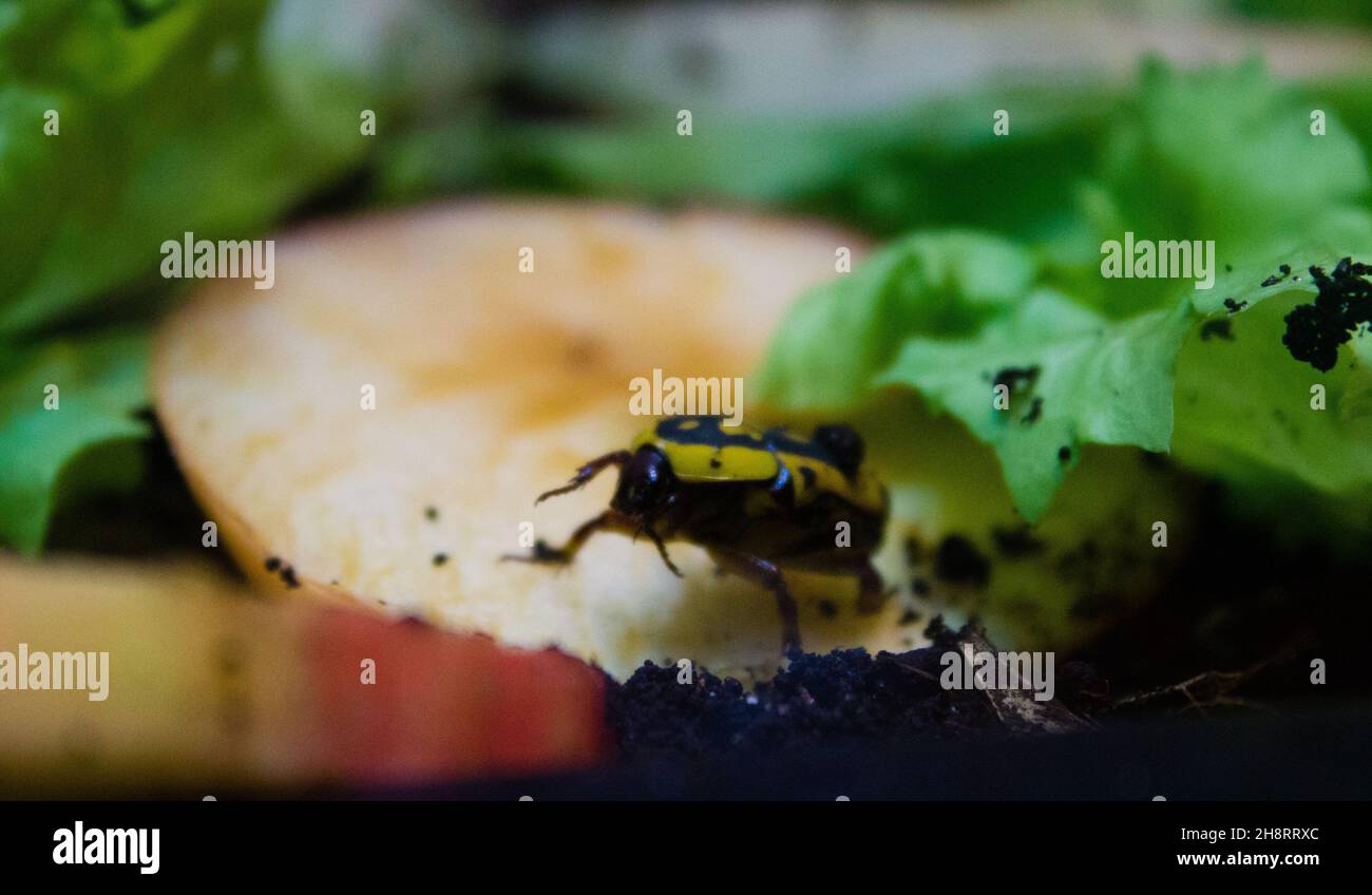 Selective focus of a Trichius orientalis insect isolated on the apple ...
